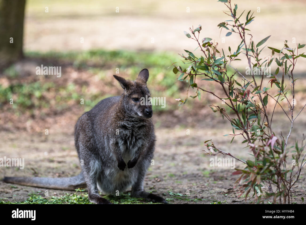 Australian tree kangaroo eating and jumping around Stock Photo - Alamy