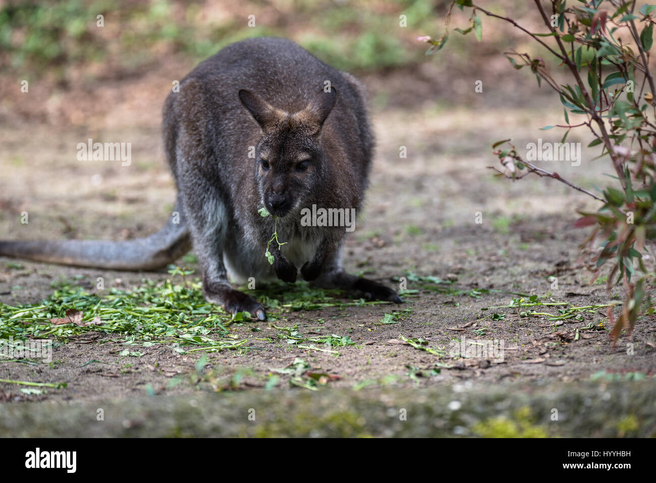 Australian tree kangaroo eating and jumping around Stock Photo - Alamy