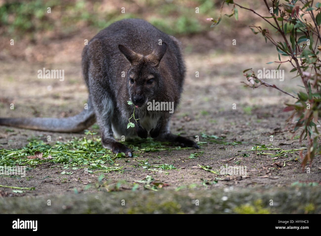 Australian tree kangaroo eating and jumping around Stock Photo - Alamy