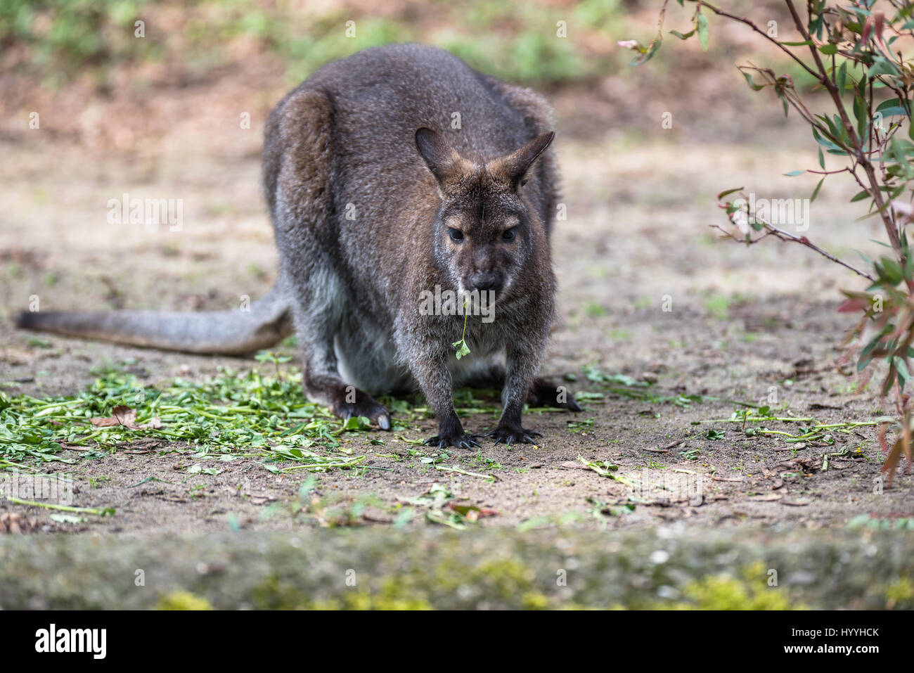 Australian tree kangaroo eating and jumping around Stock Photo - Alamy