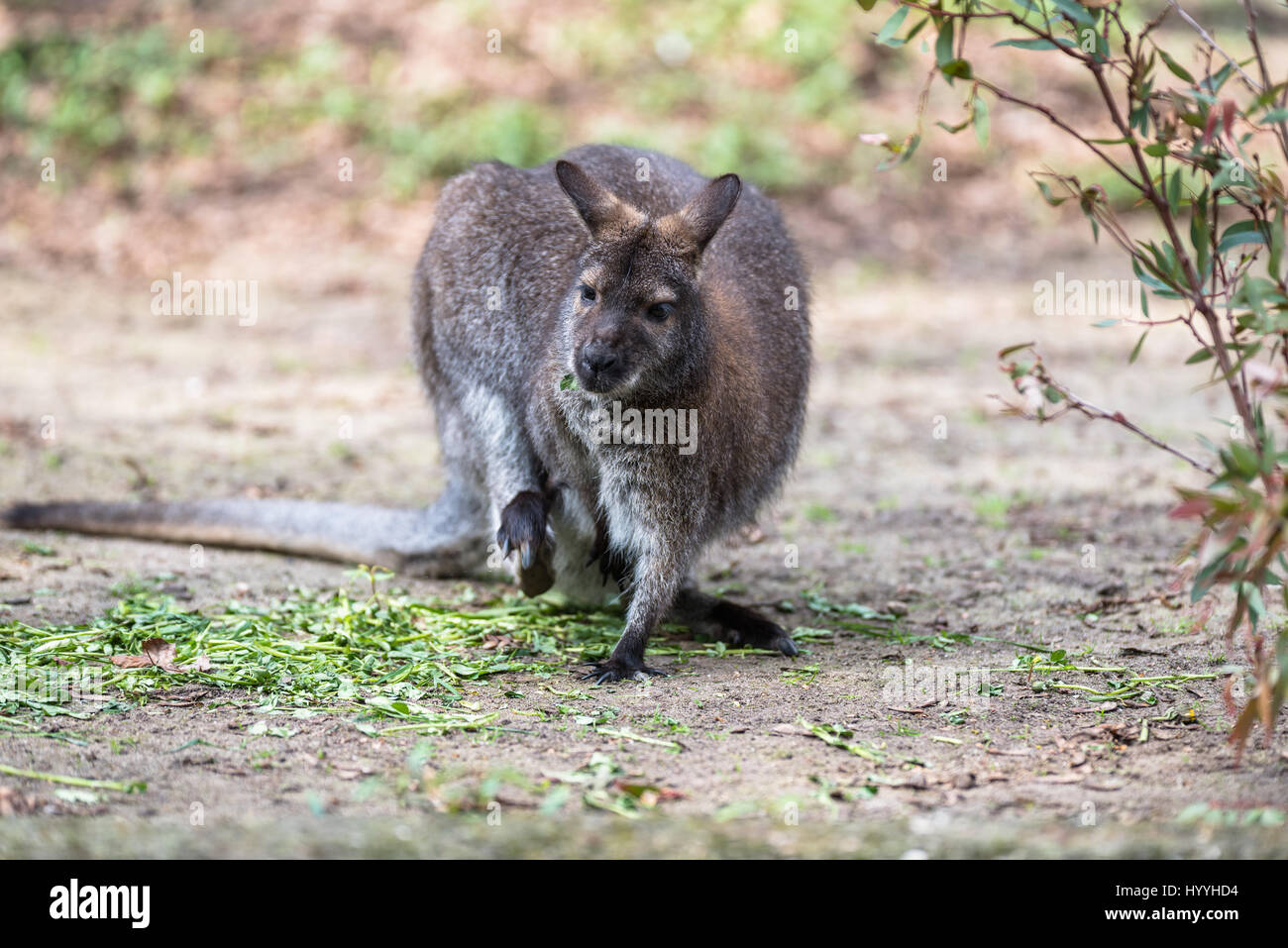 Australian tree kangaroo eating and jumping around Stock Photo - Alamy