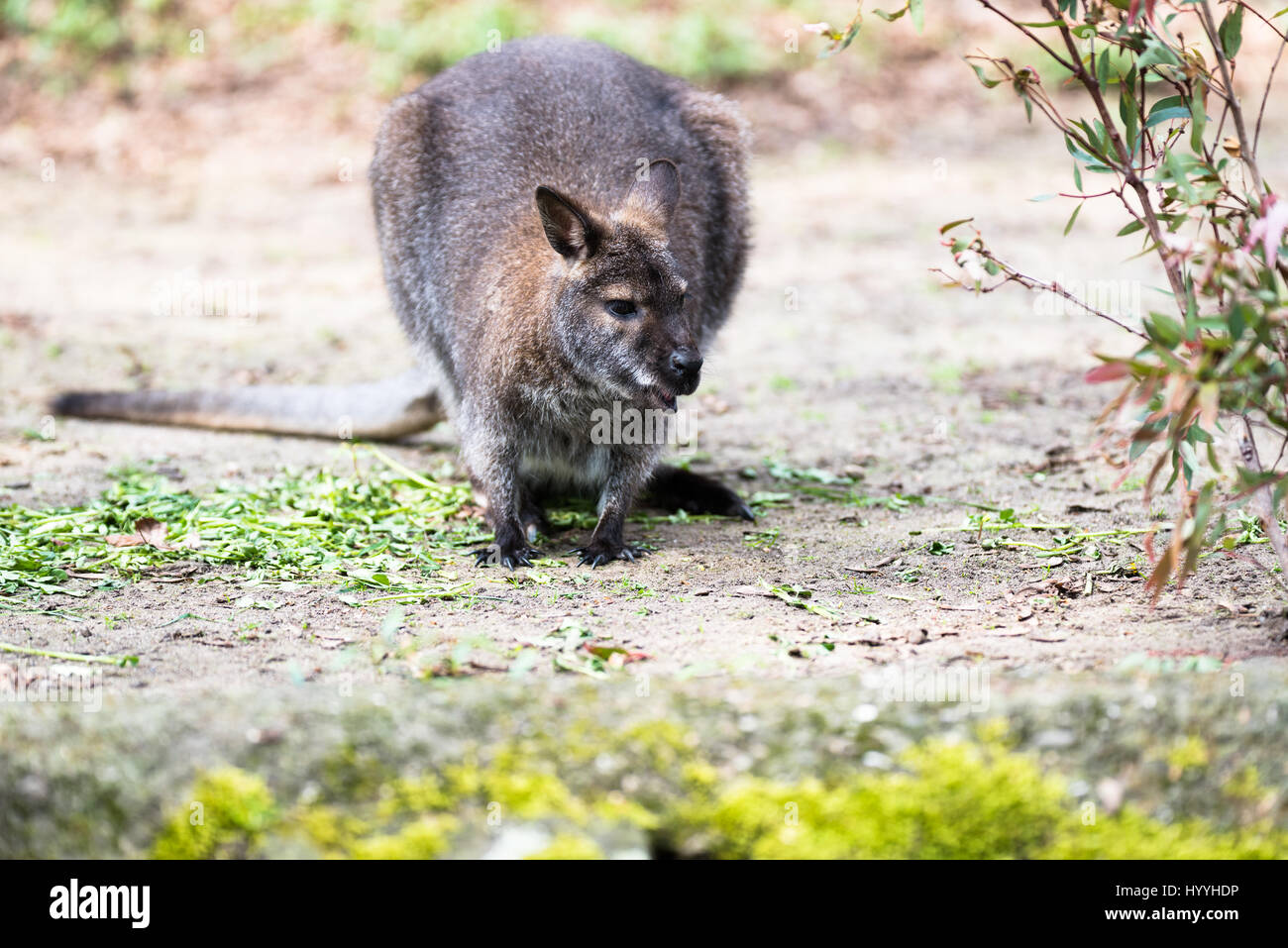 Australian tree kangaroo eating and jumping around Stock Photo - Alamy