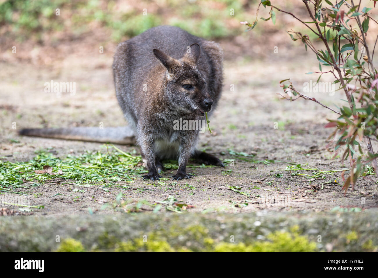 Australian tree kangaroo eating and jumping around Stock Photo - Alamy