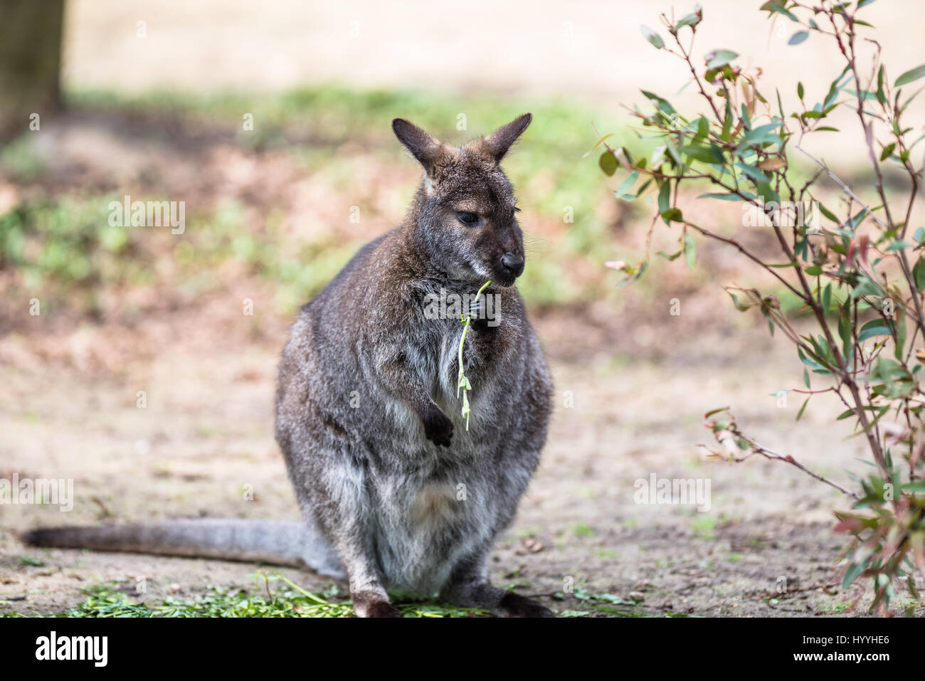 Australian tree kangaroo eating and jumping around Stock Photo - Alamy
