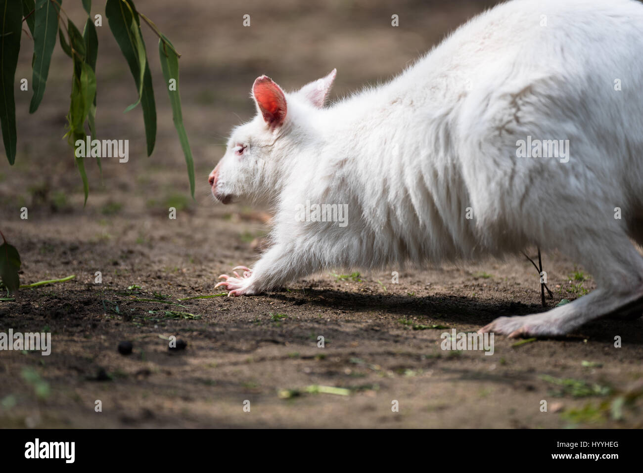 Australian tree kangaroo eating and jumping around Stock Photo - Alamy