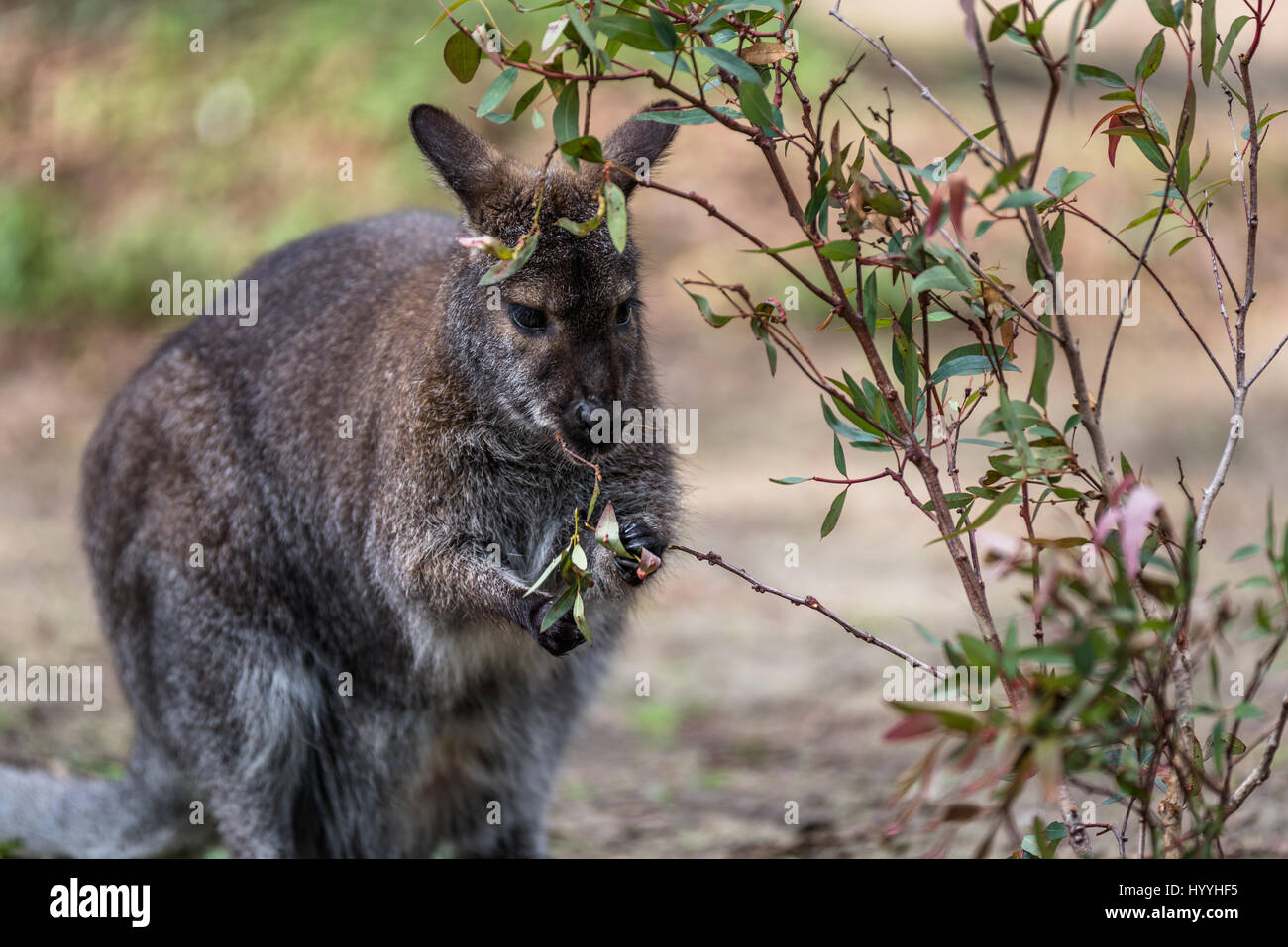Australian tree kangaroo eating and jumping around Stock Photo - Alamy