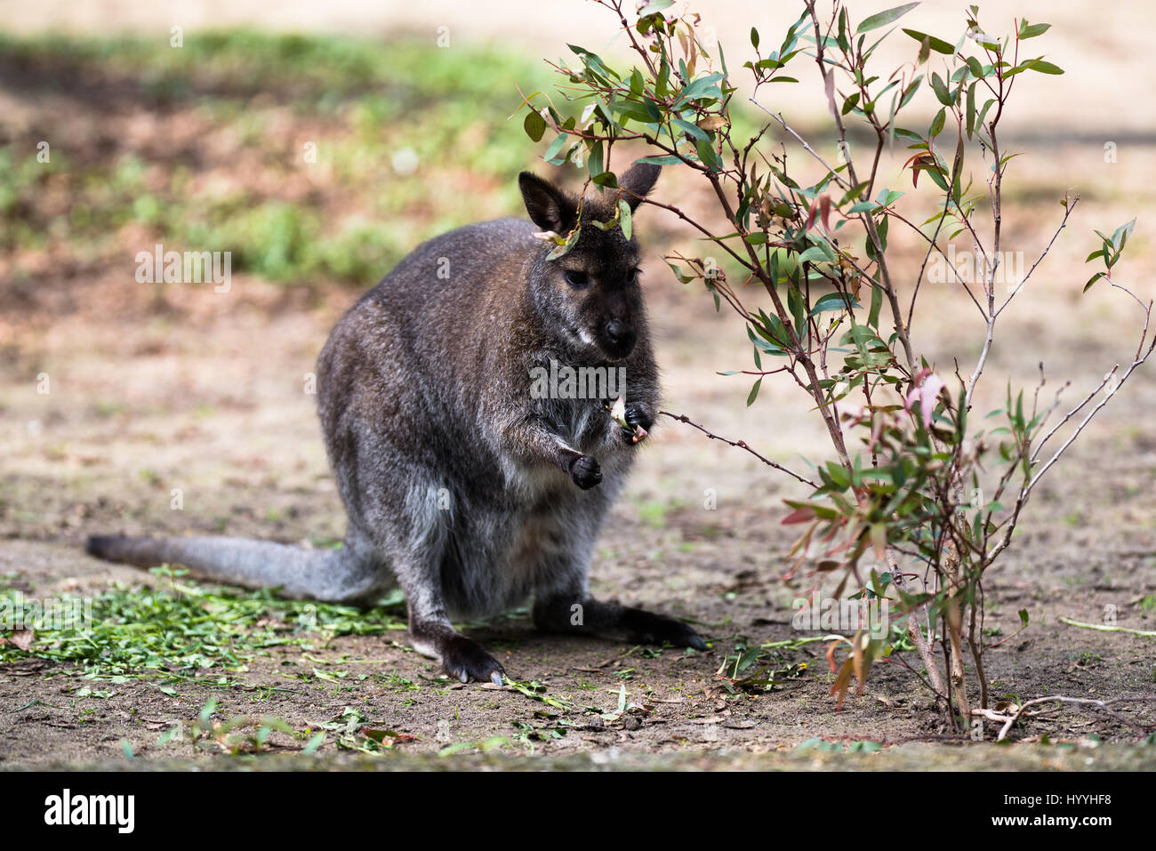 Australian tree kangaroo eating and jumping around Stock Photo - Alamy