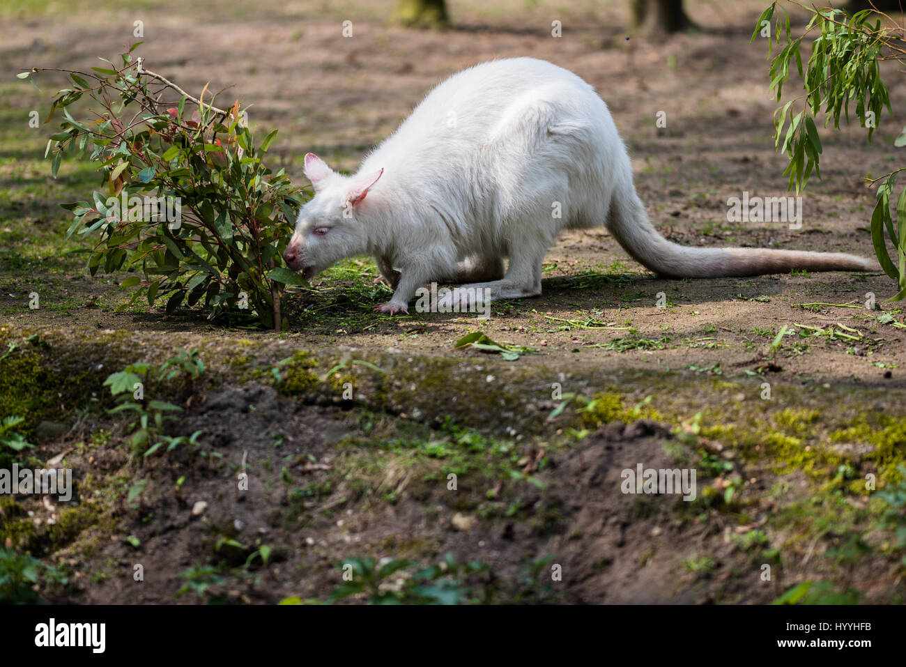 Australian tree kangaroo eating and jumping around Stock Photo - Alamy