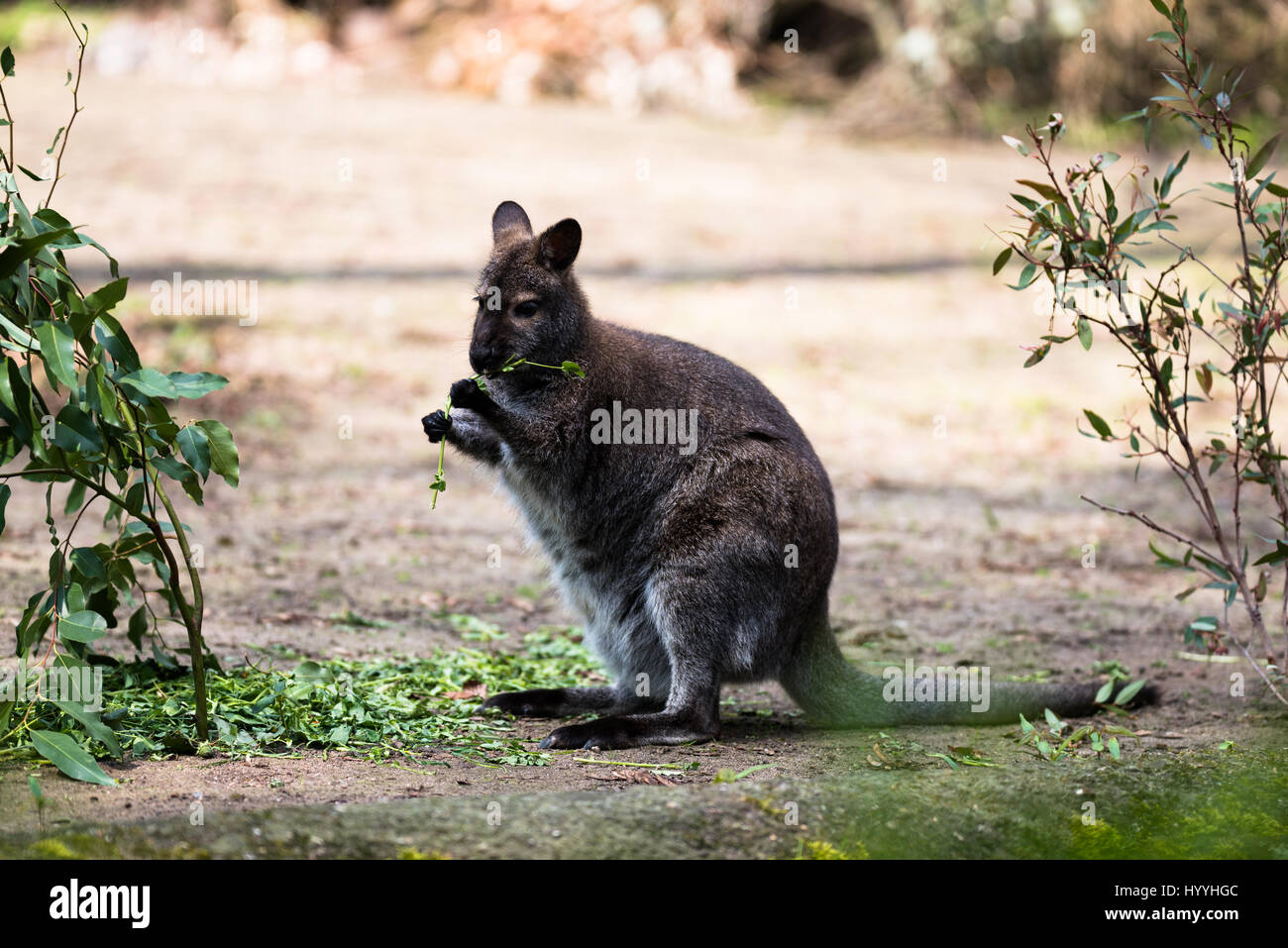 Australian tree kangaroo eating and jumping around Stock Photo - Alamy