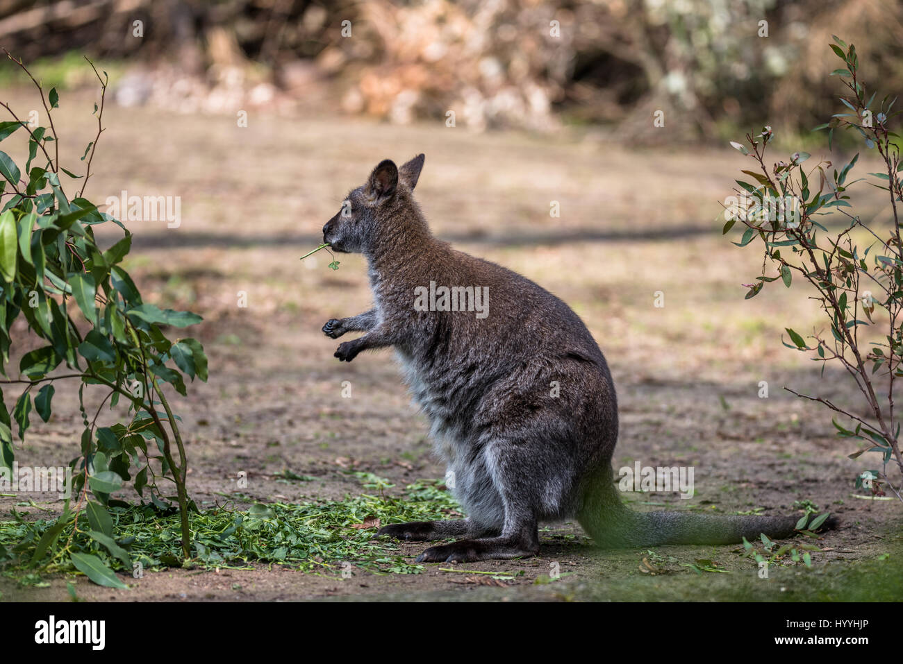 Australian tree kangaroo eating and jumping around Stock Photo - Alamy