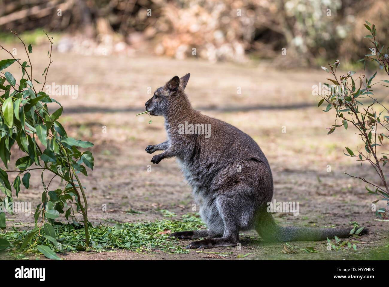 Australian tree kangaroo eating and jumping around Stock Photo - Alamy