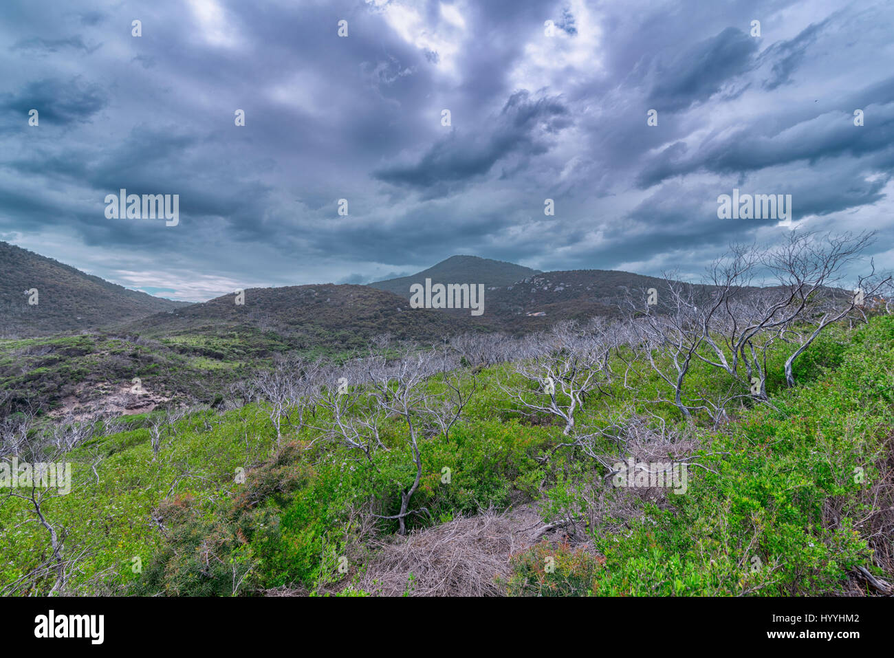 A view of a distant mountain range with bush land in the foreground ...