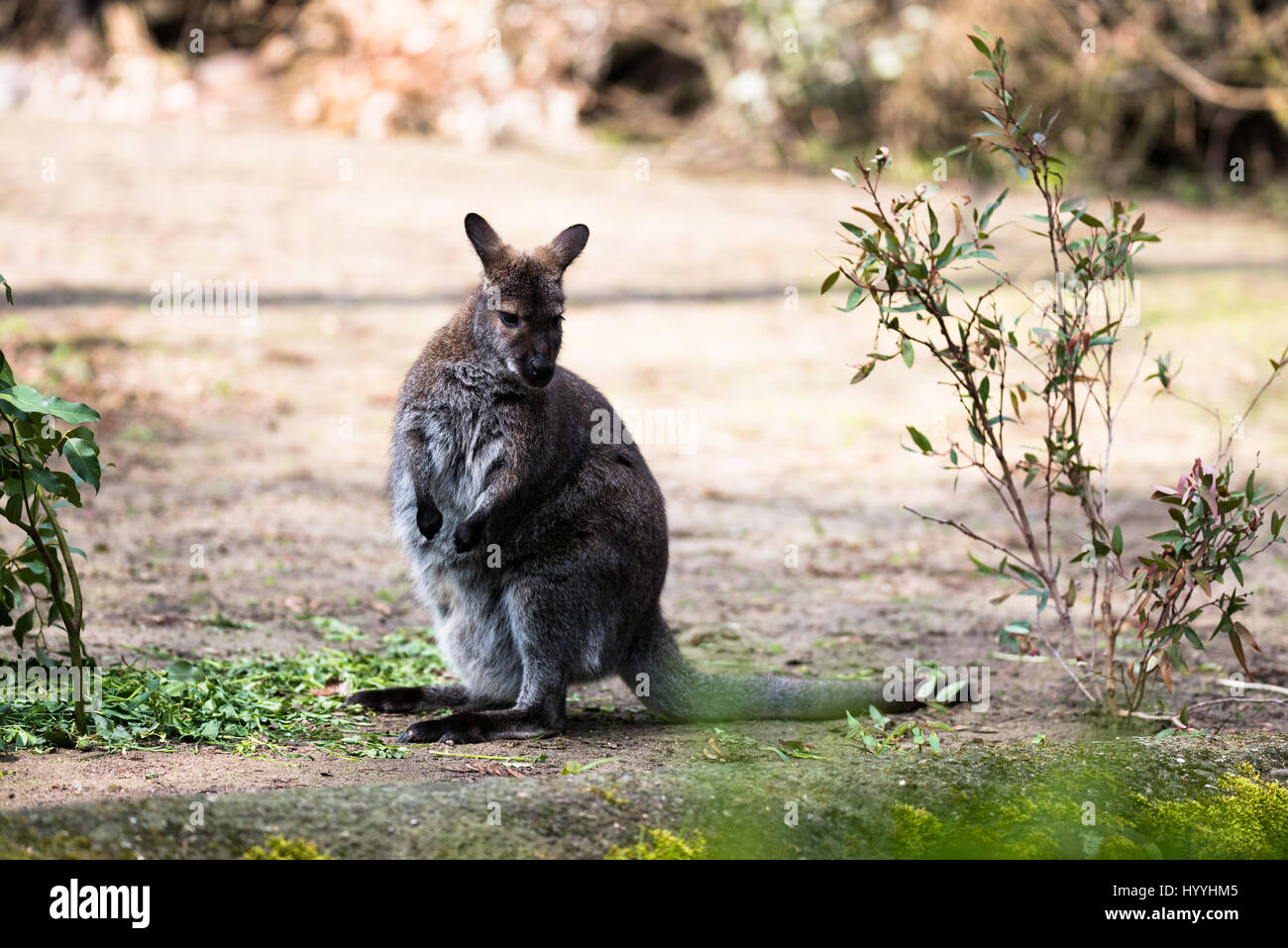 Australian tree kangaroo eating and jumping around Stock Photo - Alamy