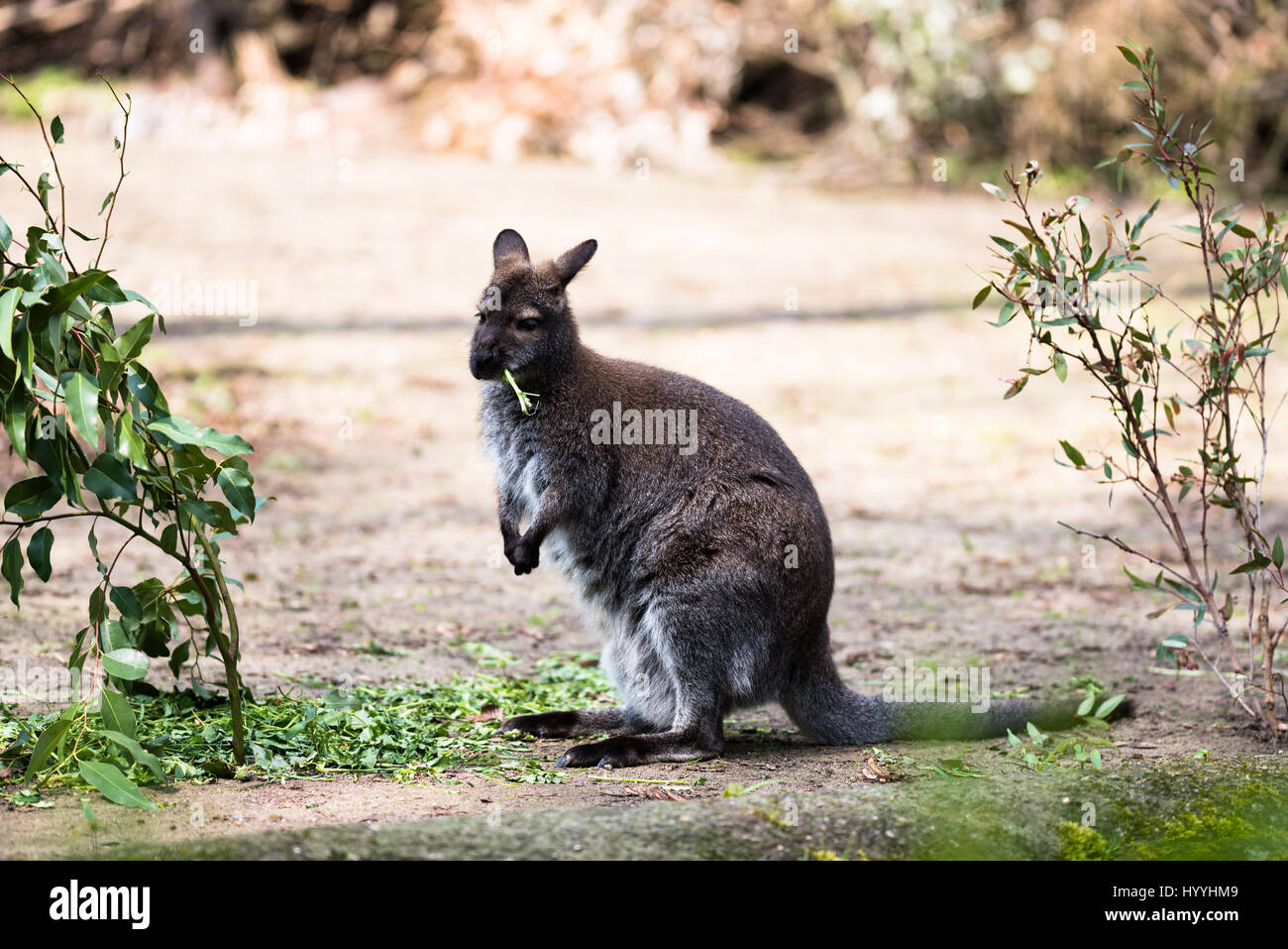 Australian tree kangaroo eating and jumping around Stock Photo - Alamy