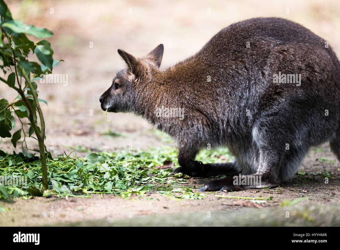 Australian tree kangaroo eating and jumping around Stock Photo - Alamy