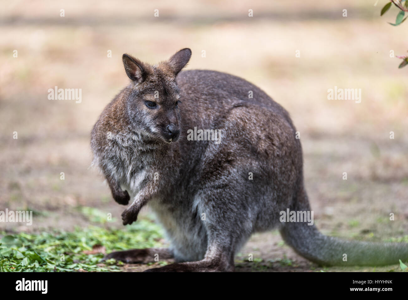 Australian tree kangaroo eating and jumping around Stock Photo - Alamy