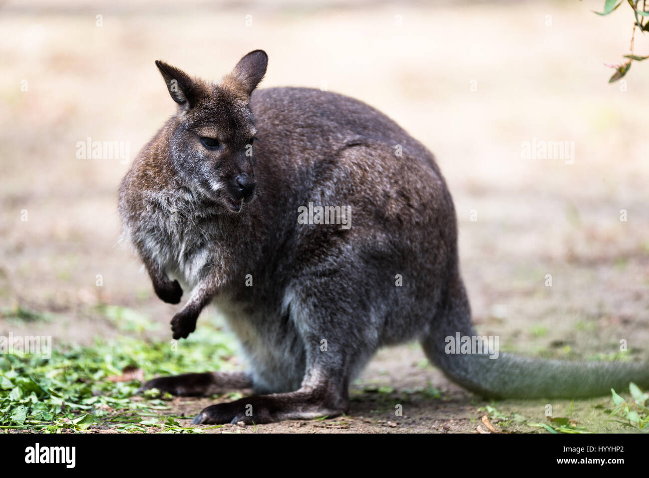 Australian tree kangaroo eating and jumping around Stock Photo - Alamy