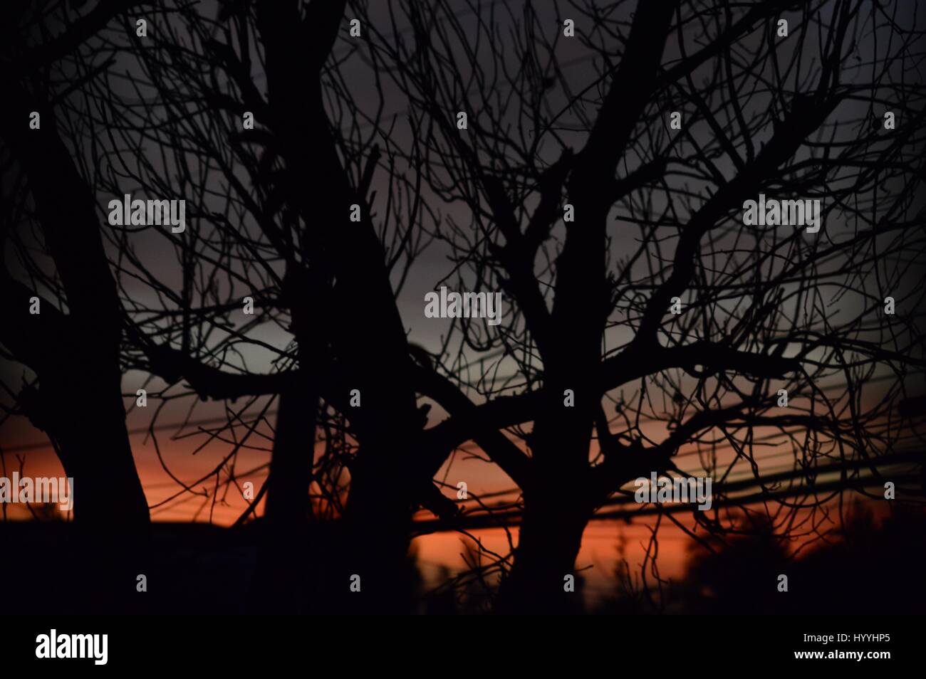 Beautiful silhoutte of a dead tree with blue and red sunset gradient ...