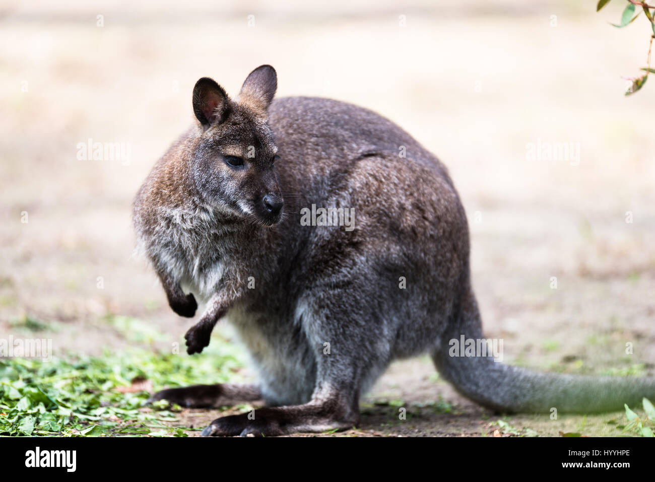 Australian tree kangaroo eating and jumping around Stock Photo - Alamy