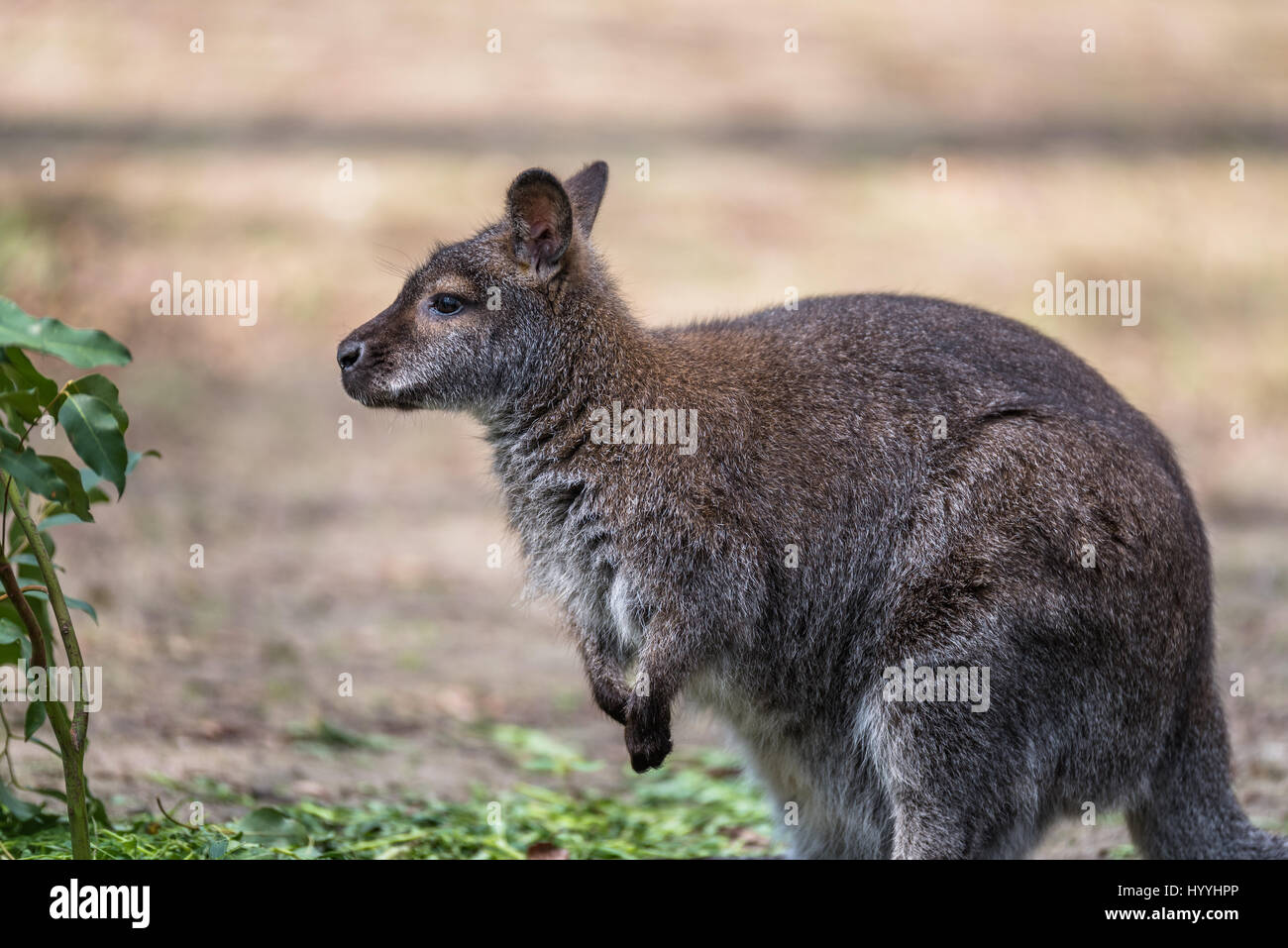 Australian tree kangaroo eating and jumping around Stock Photo - Alamy
