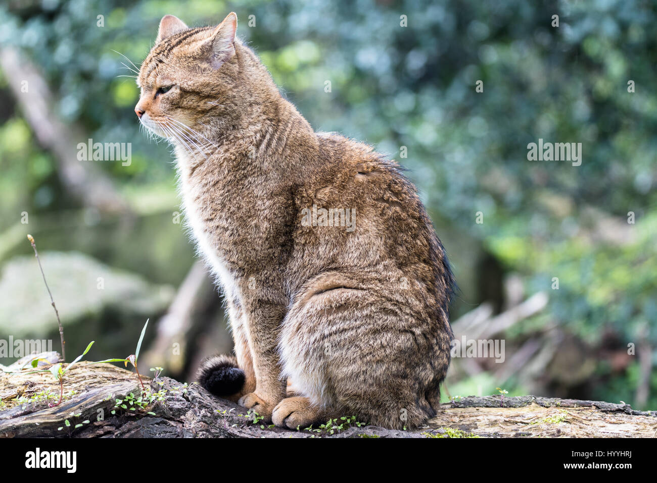 European wild cat Stock Photo - Alamy