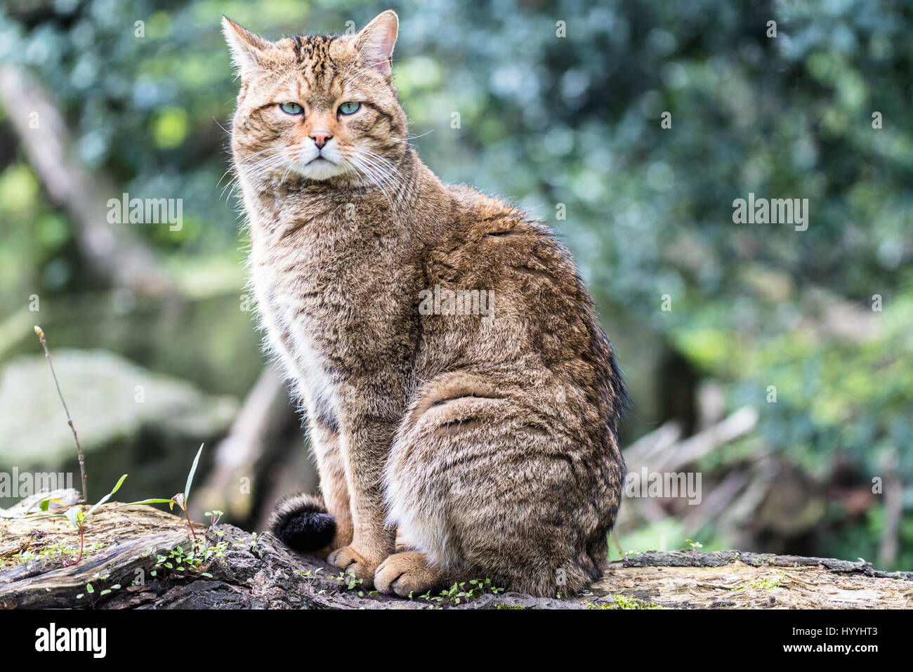 European wild cat Stock Photo - Alamy