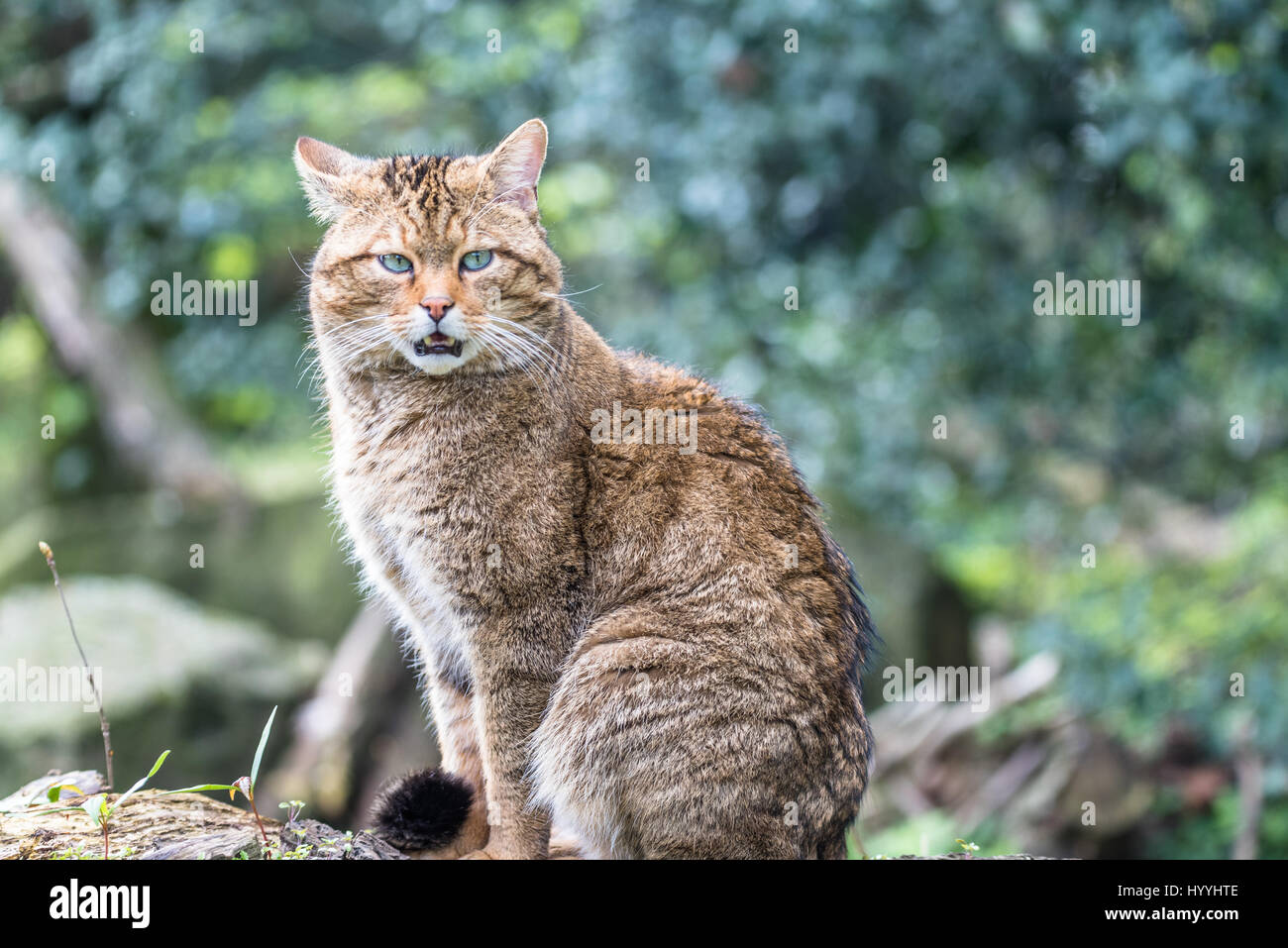 European wild cat Stock Photo - Alamy