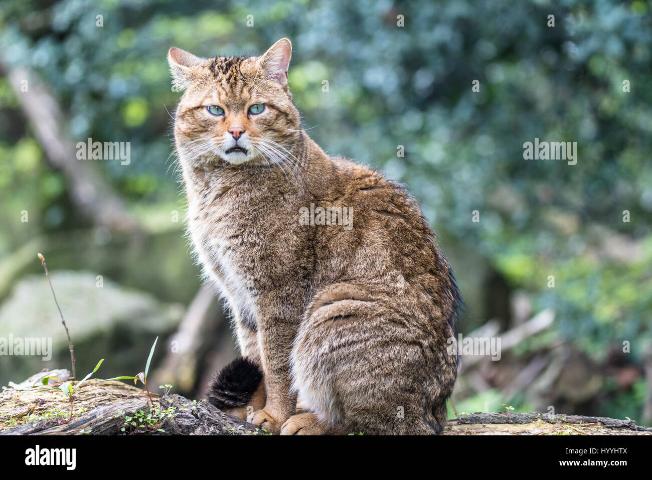 European wild cat Stock Photo - Alamy