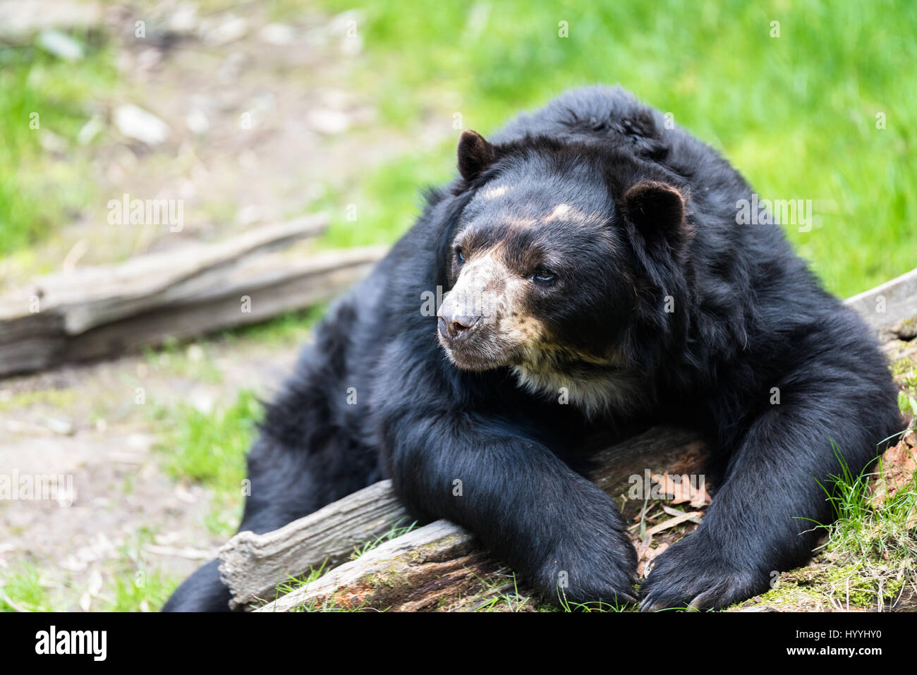 European black bear cub relaxing in the sun in a zoo Stock Photo - Alamy