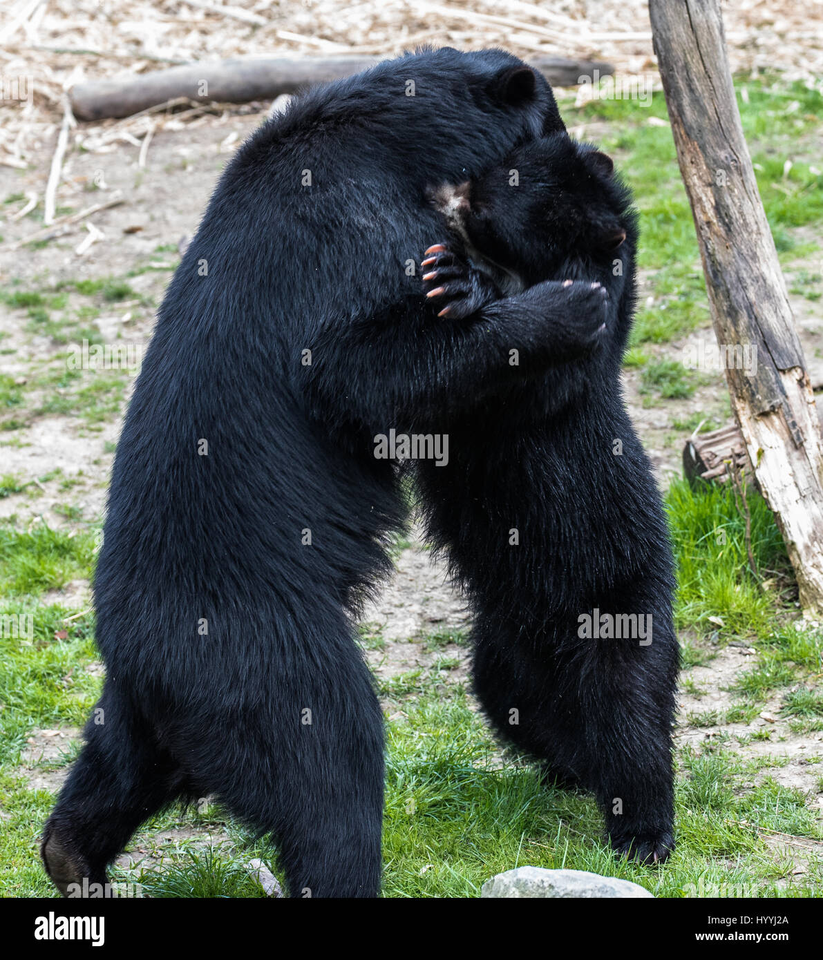 Black bear cubs fighting hi-res stock photography and images - Alamy