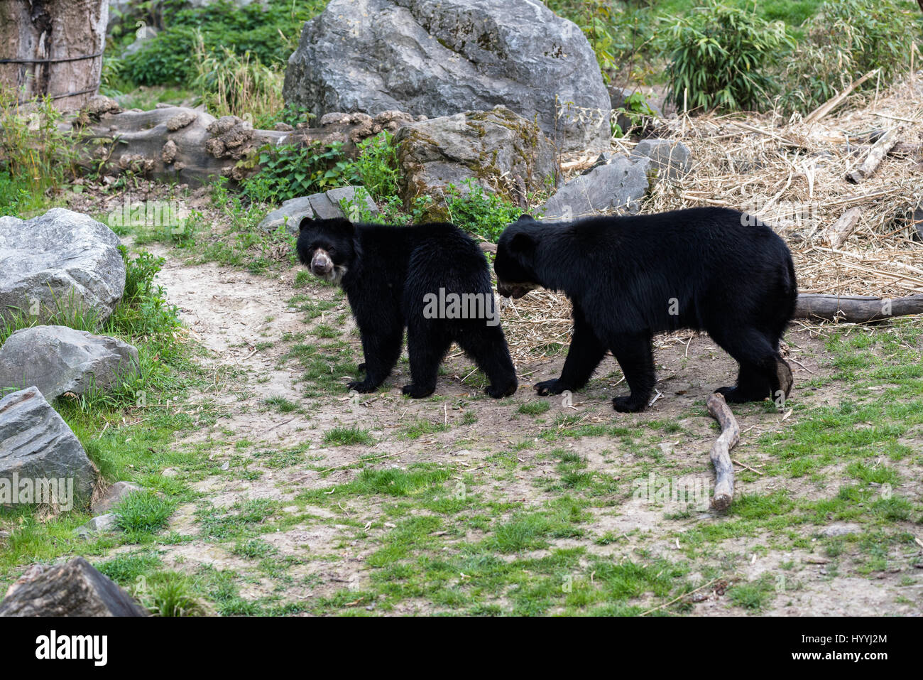 Black bear cubs fighting hi-res stock photography and images - Alamy