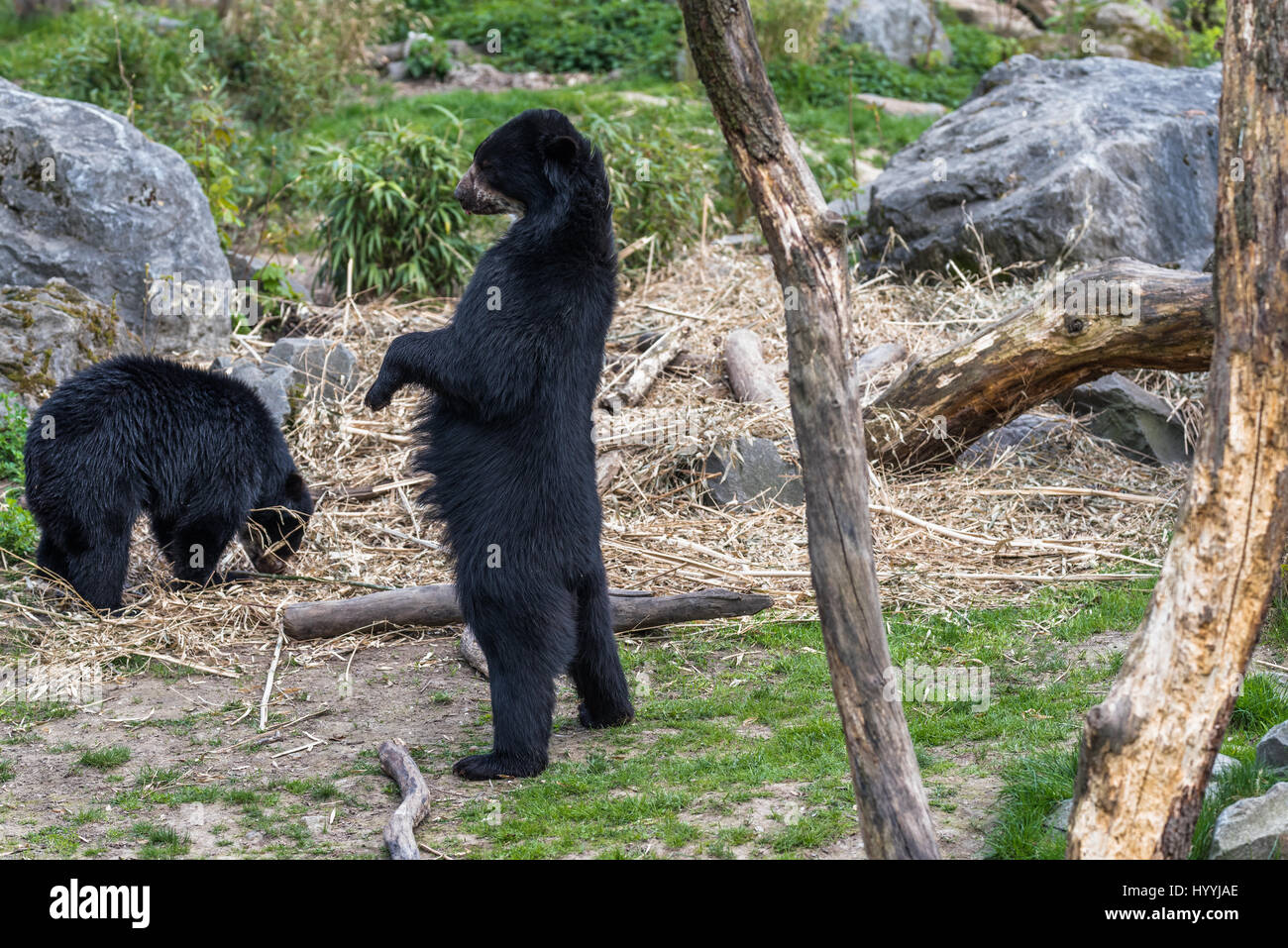 Angry Black Bear Standing