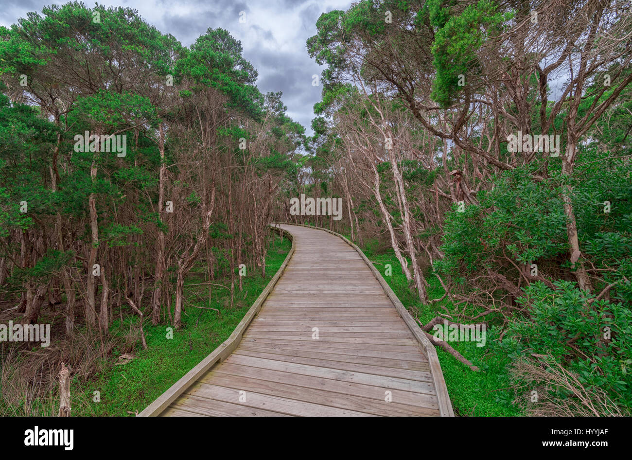 Beautiful wooden walkway / boardwalk leading through a small forest ...