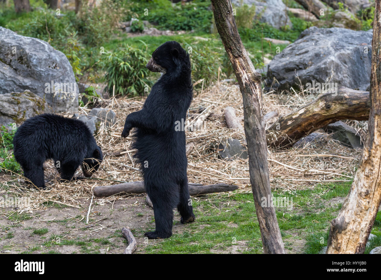 Roar Grizzly Bear High Resolution Stock Photography and Images - Alamy