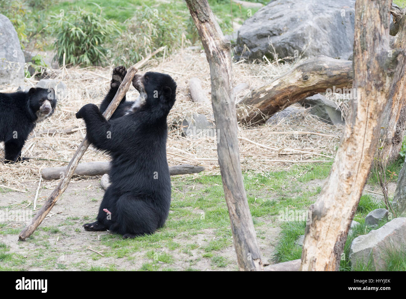 Black bear cubs fighting and playing with each other Stock Photo - Alamy