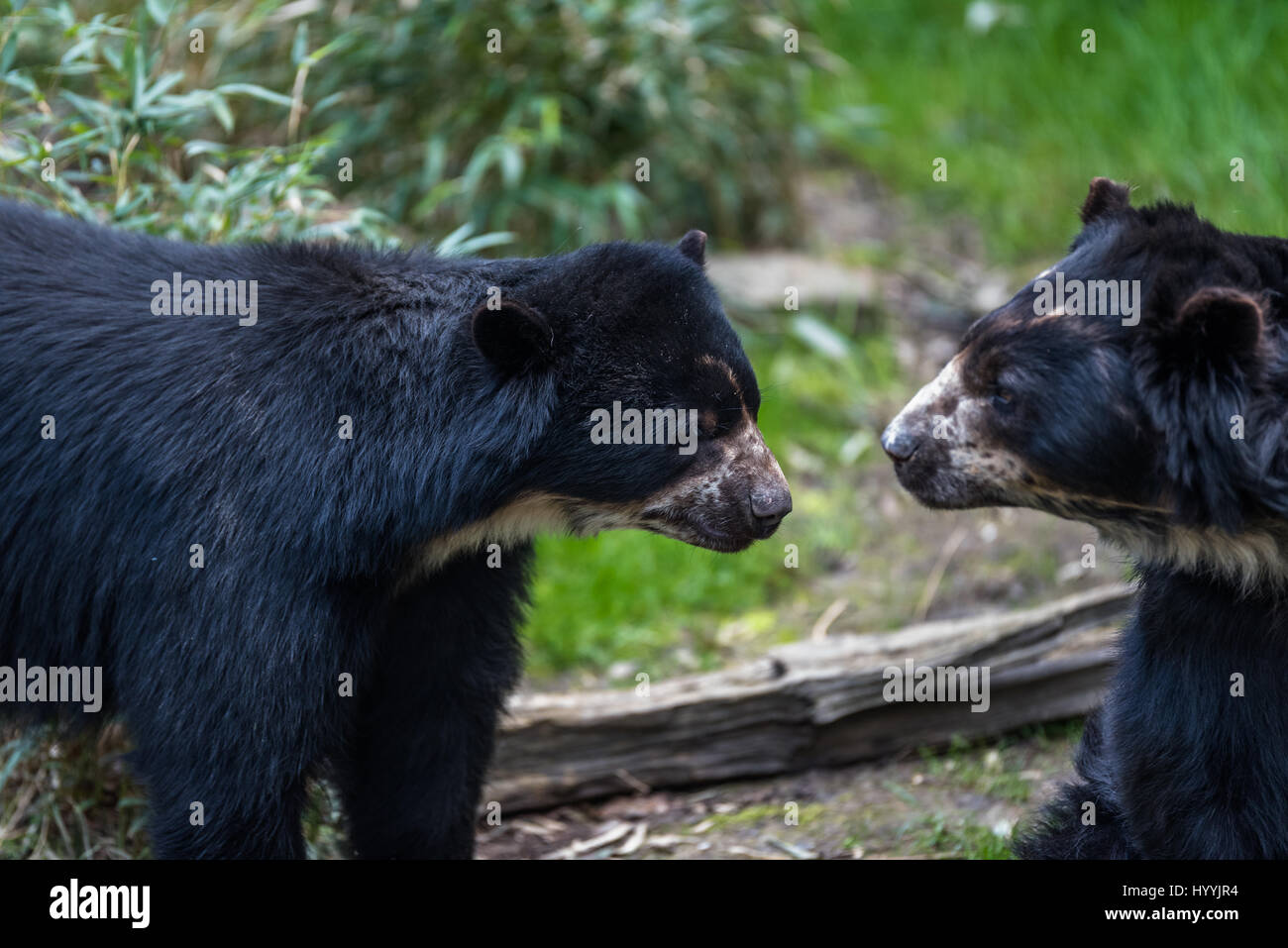 Black bear cubs fighting hi-res stock photography and images - Alamy