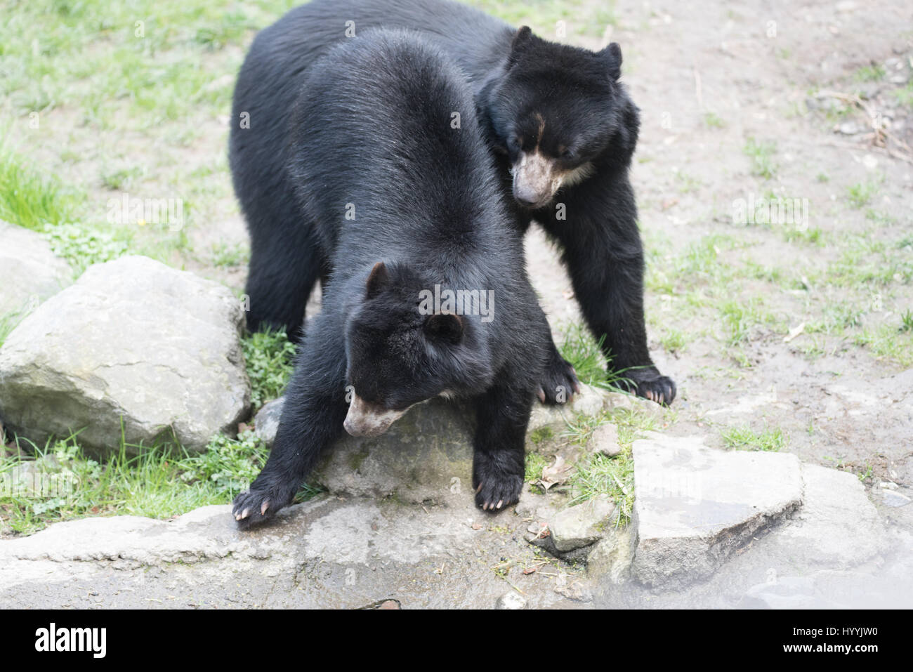 Dueling hi-res stock photography and images - Alamy