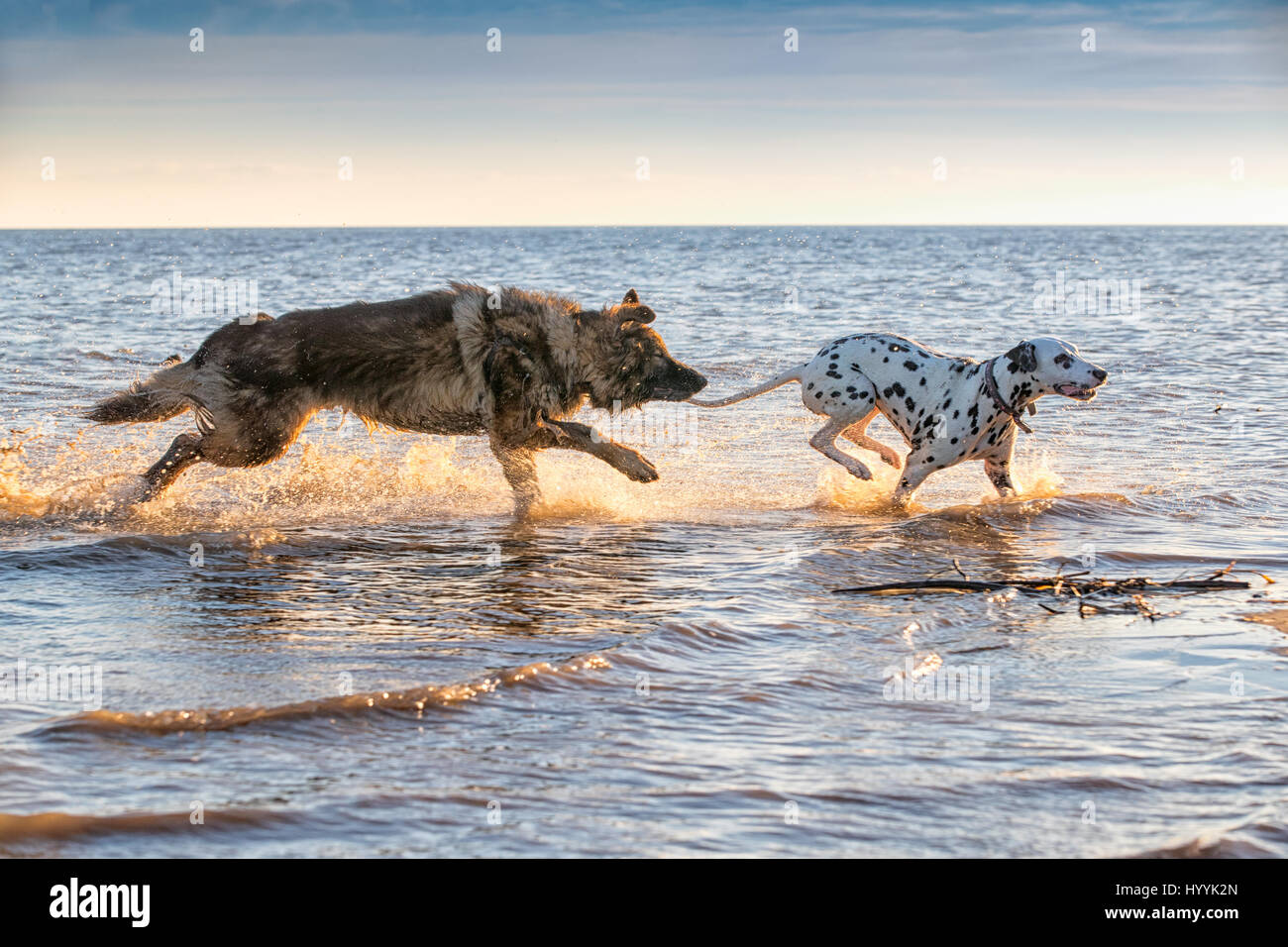 Dogs running and splashing through the sea water together having fun ...
