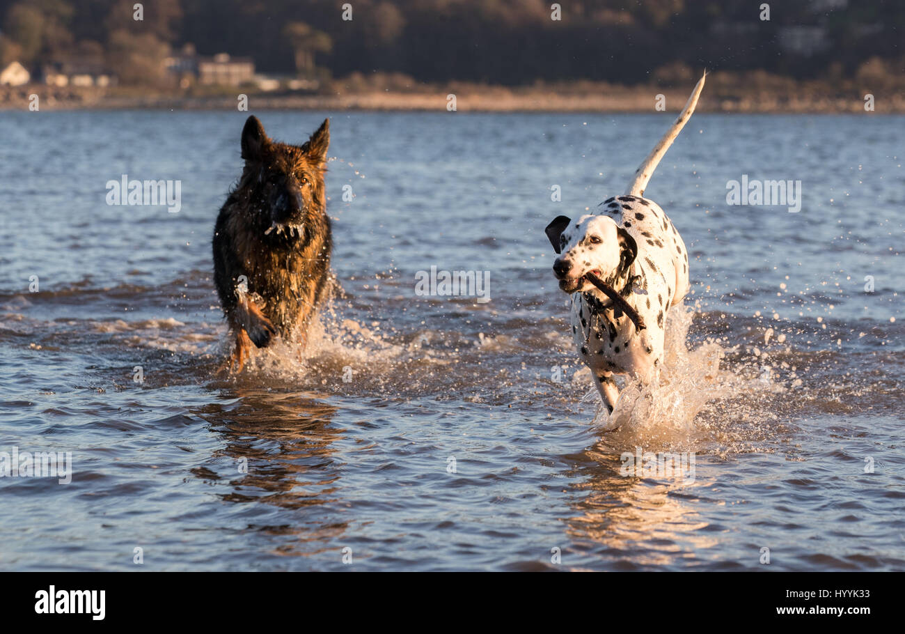 German Shepherd Dog and Dalmatian having fun in the sea with a stick ...