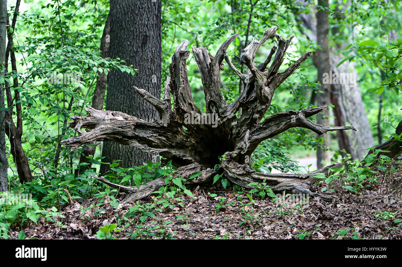 Picturesque snag - roots of a fallen tree in Central Park Stock Photo ...