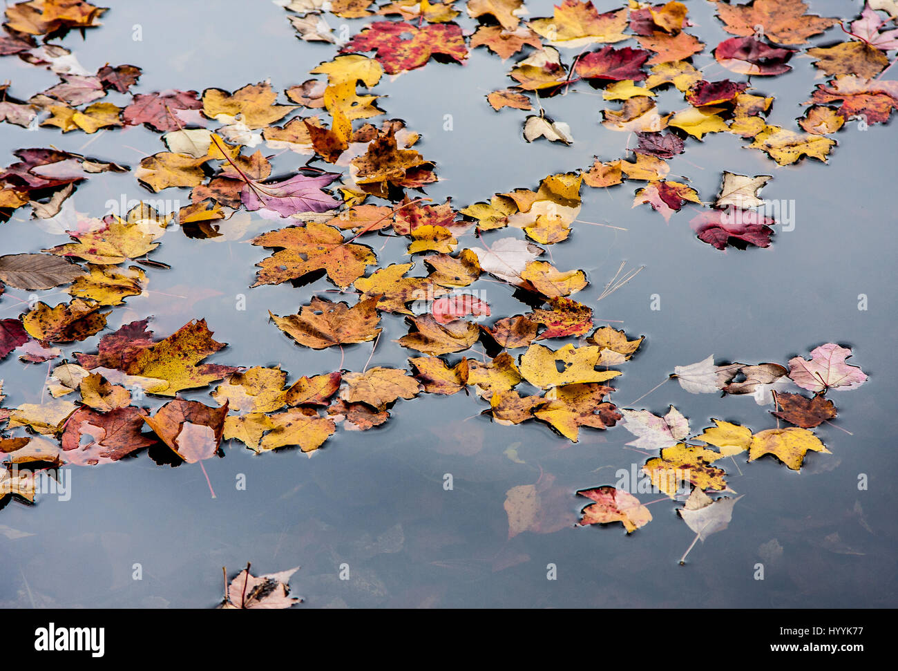 Autumn leaves floating in a lake Stock Photo - Alamy