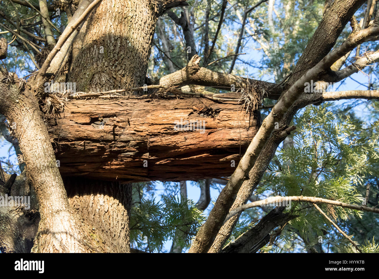 African bee hive hi-res stock photography and images - Alamy