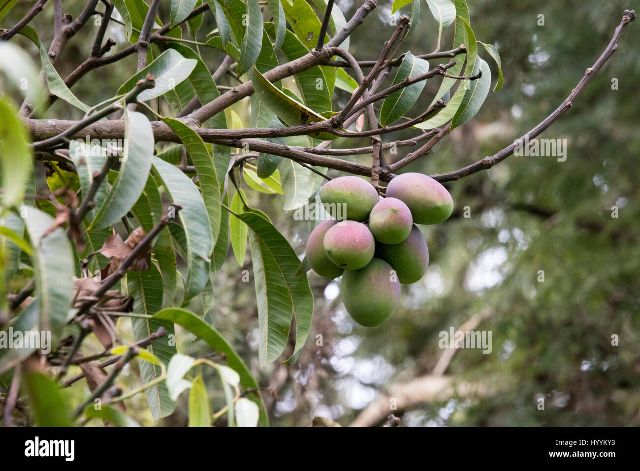 Mangoes growing on mango tree hi-res stock photography and images - Alamy