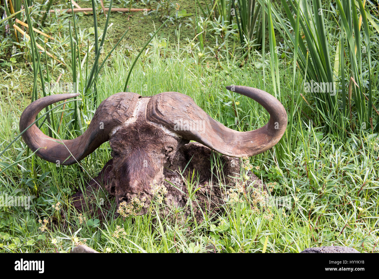 Head of cape buffalo killed in Lake Manyara National Park, Tanzania ...