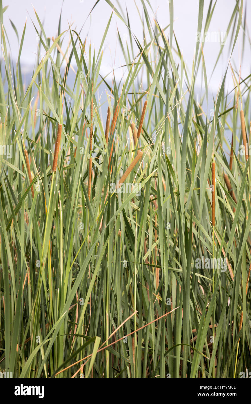 Wetlands cattails animal hi-res stock photography and images - Alamy