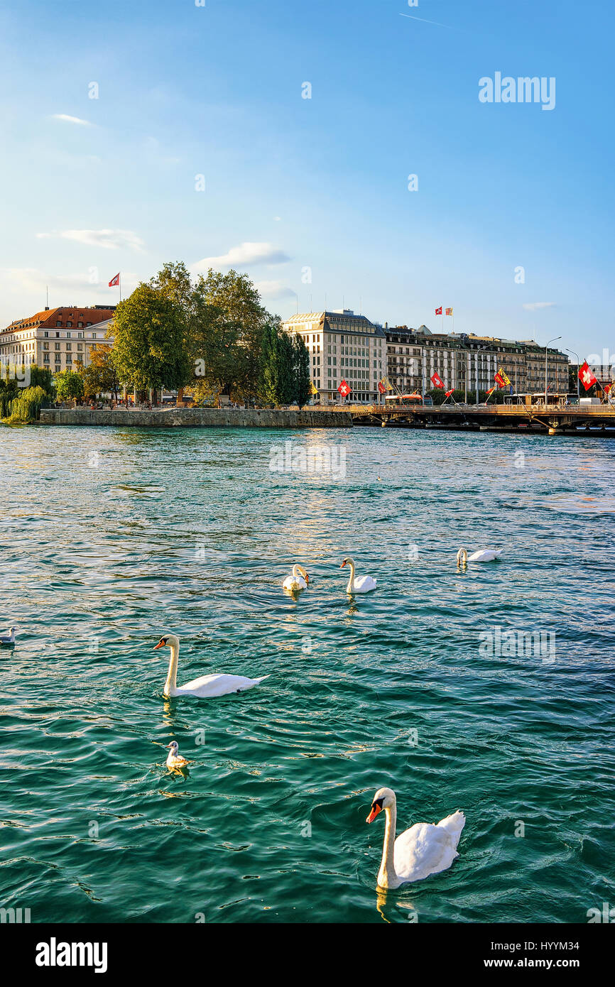 Swans at Geneva Lake in summer, Geneva, Switzerland. Bergues Bridge on ...