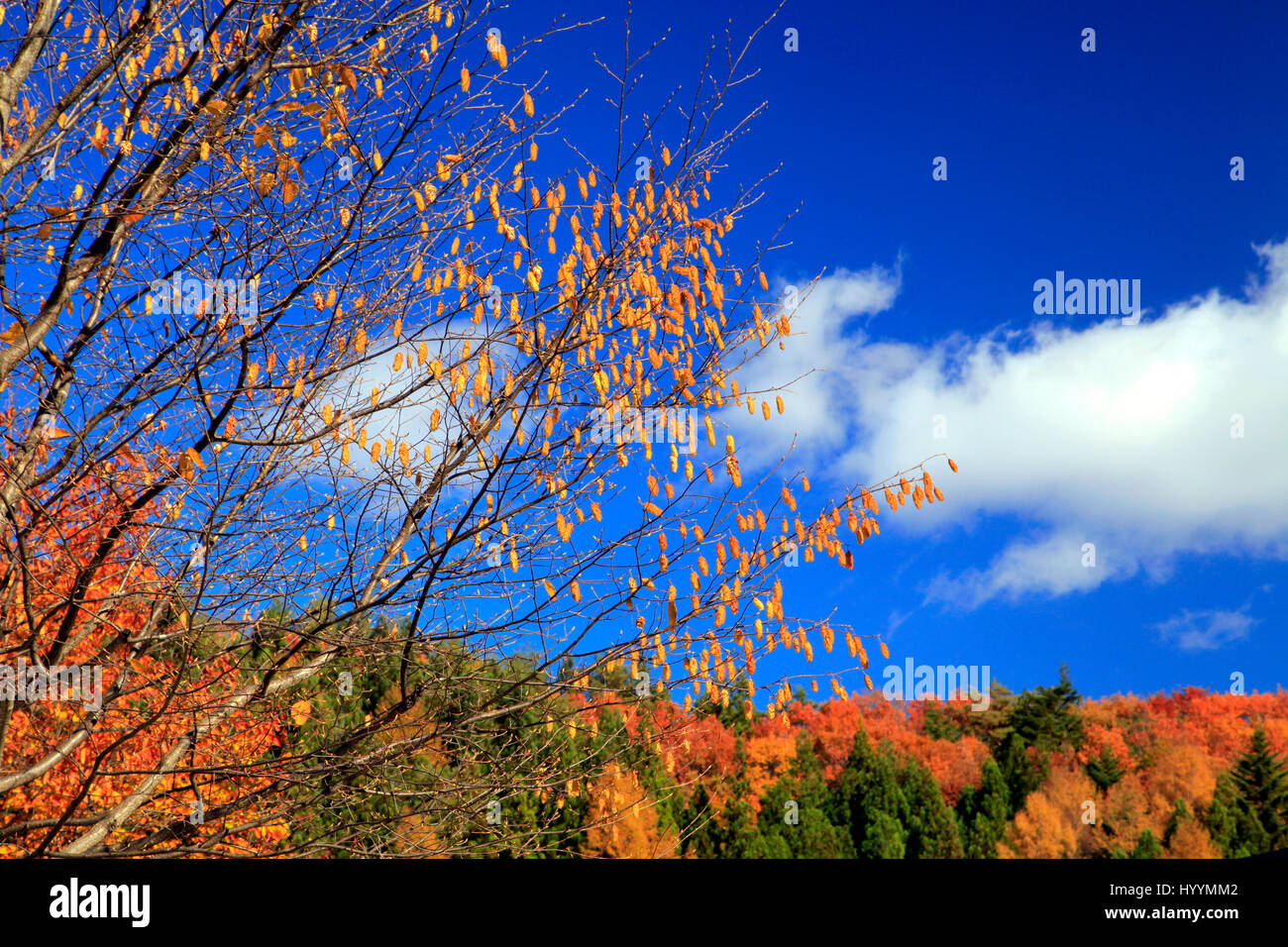 Autumn Scene in Katashina-mura Village Gunma Prefecture Japan Stock ...