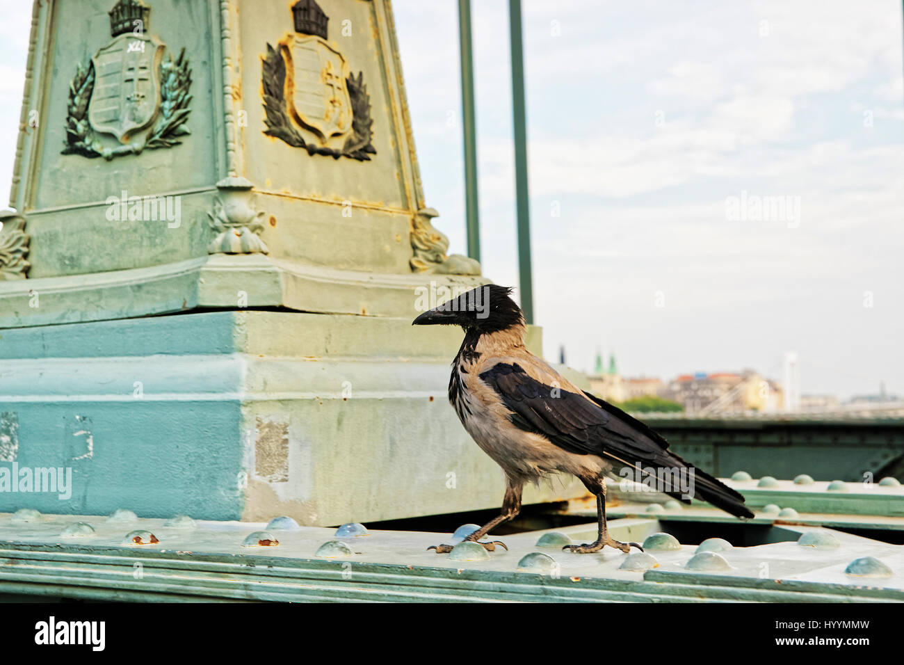 Crow at Chain Bridge in Budapest, Hungary Stock Photo - Alamy