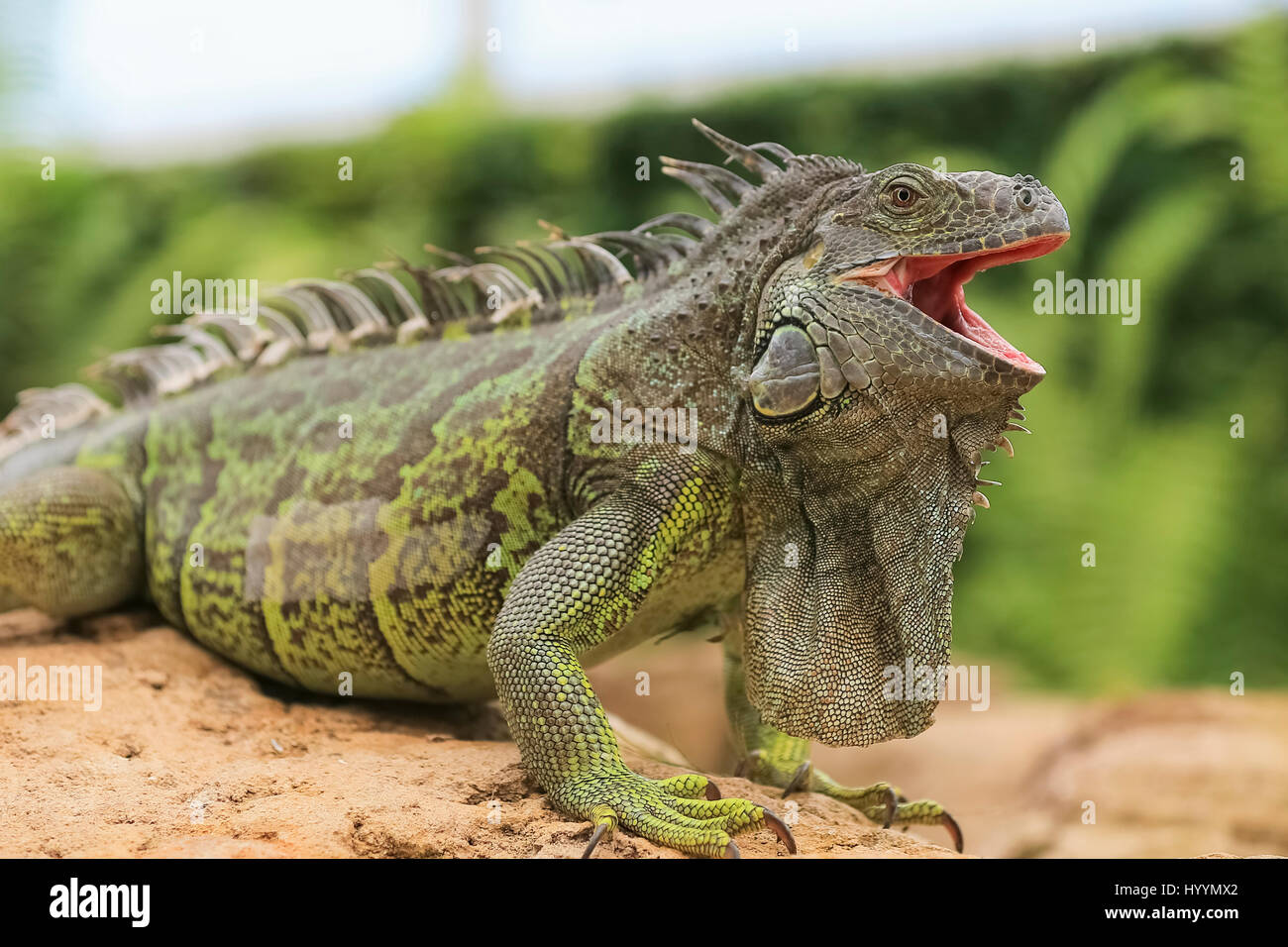 Iguana Verde, the habitat of South and Central America Stock Photo - Alamy
