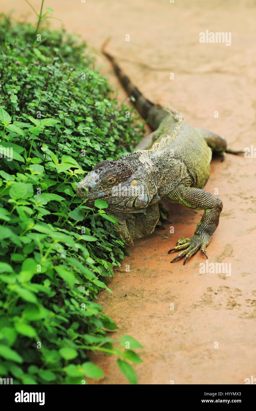 Iguana Verde, the habitat of South and Central America Stock Photo - Alamy